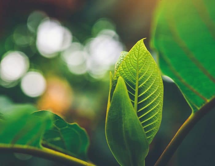 Kratom en de verschillende kleuren bladnerven – SmartPalace