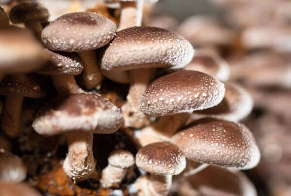 Waarom Shiitake gezond voor je is? – SmartPalace